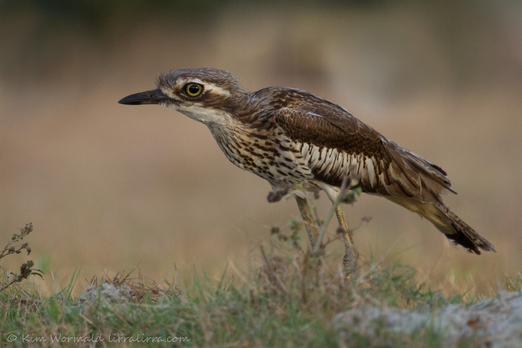 Bush Stone-curlew « lirralirra
