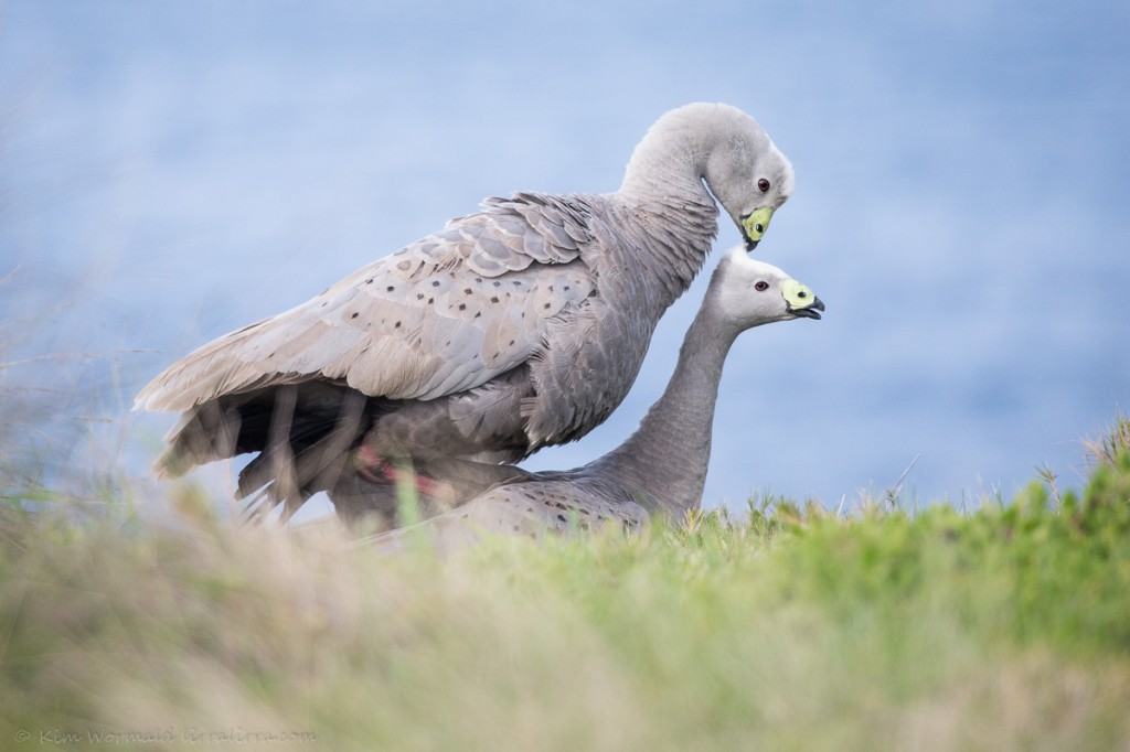 Vulnerable geese mating « lirralirra
