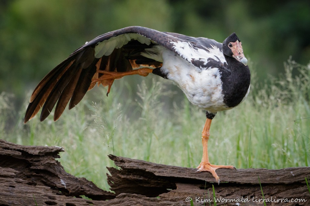 Magpie Goose « lirralirra