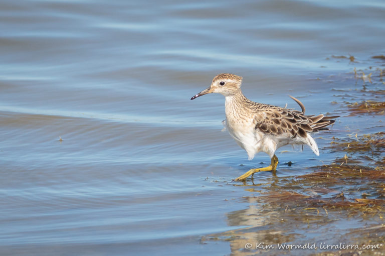 Pectoral Sandpiper? « lirralirra