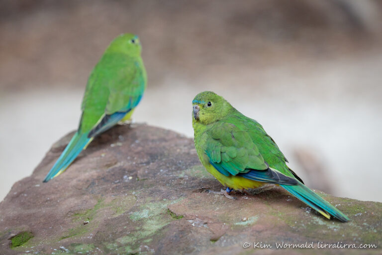 Orange-bellied Parrot « lirralirra