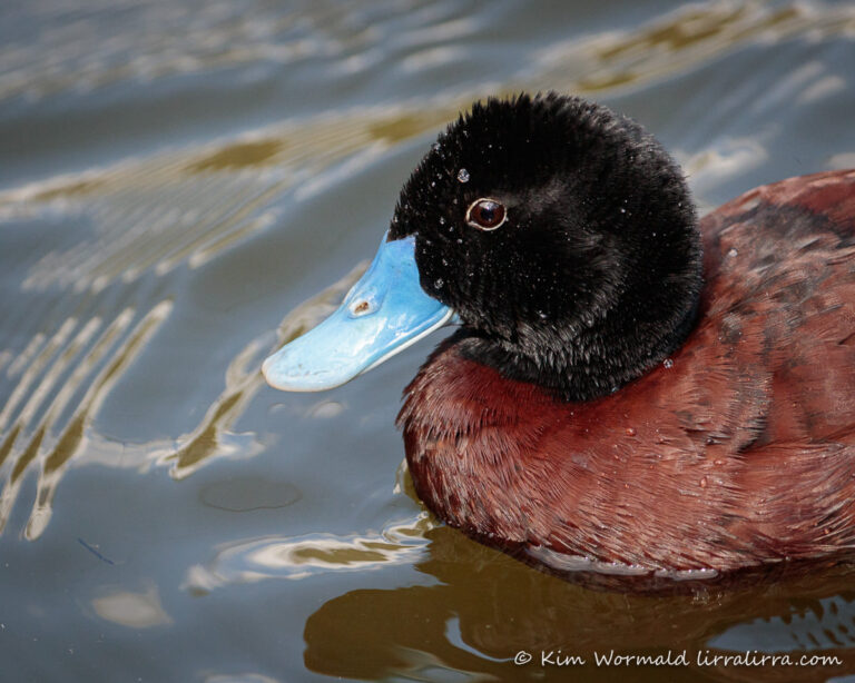 Blue-billed Duck « lirralirra