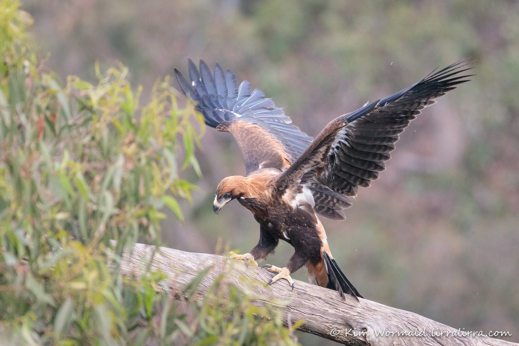 Branchling eaglet « lirralirra