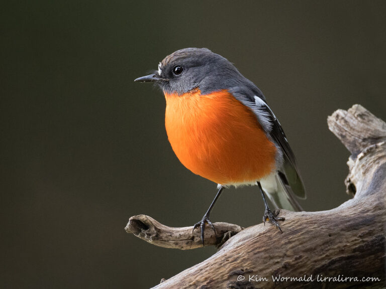 Flame Robins are back! « lirralirra