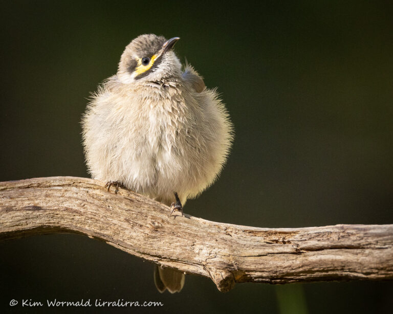 Yellow-faced Honeyeaters « lirralirra