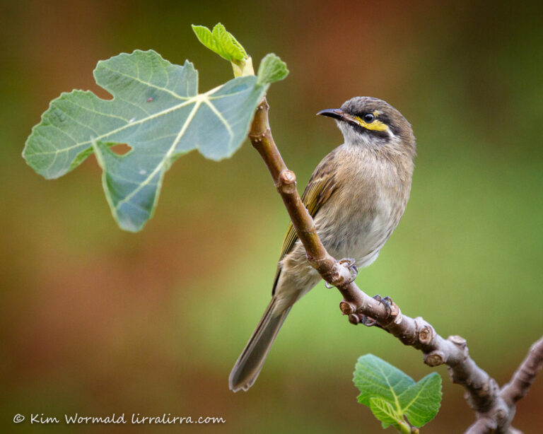 Yellow-faced Honeyeaters « lirralirra